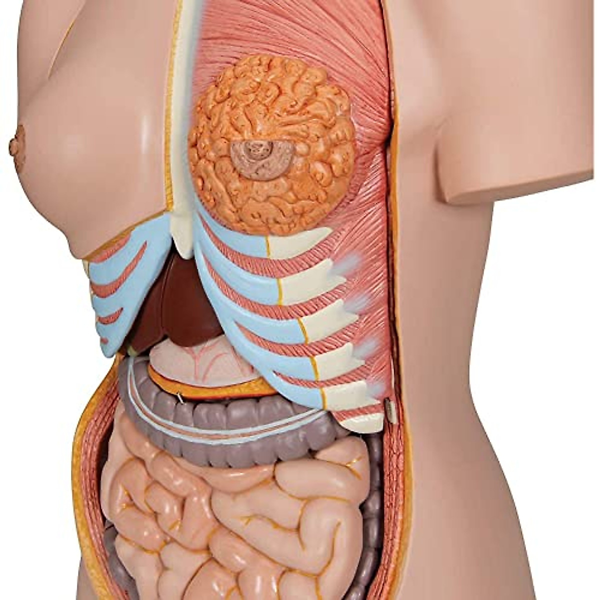 ERCTOO Human Body Model - Torso Anatomical Model - Human Torso Anatomy Model 23 Pcs Removable Parts with Heart Visceral Brain Skeleto for Preschool & School Science Medical Education Display 85cm