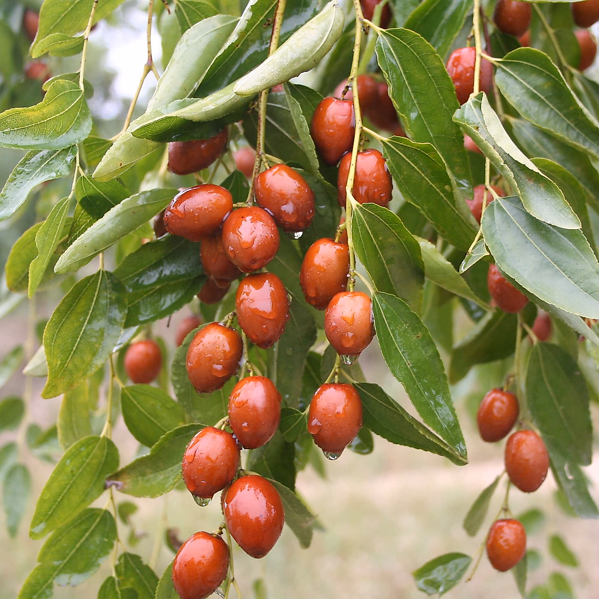 Ziziphus Mauritiana Seeds Indian Jujube Perennial Drought Tolerant Attracts Pollinators Evergreen Garden Outdoor 8Pcs Tree Seeds by YEGAOL Garden