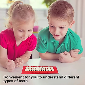 4 Sets Acrylic Resin Fake Teeth Complete Acrylic Resin Teeth Denture Dental Teeth Dentures Upper and Lower Synthetic Resin Teeth for Replacement DIY Halloween, 112 PCS, 23 A2