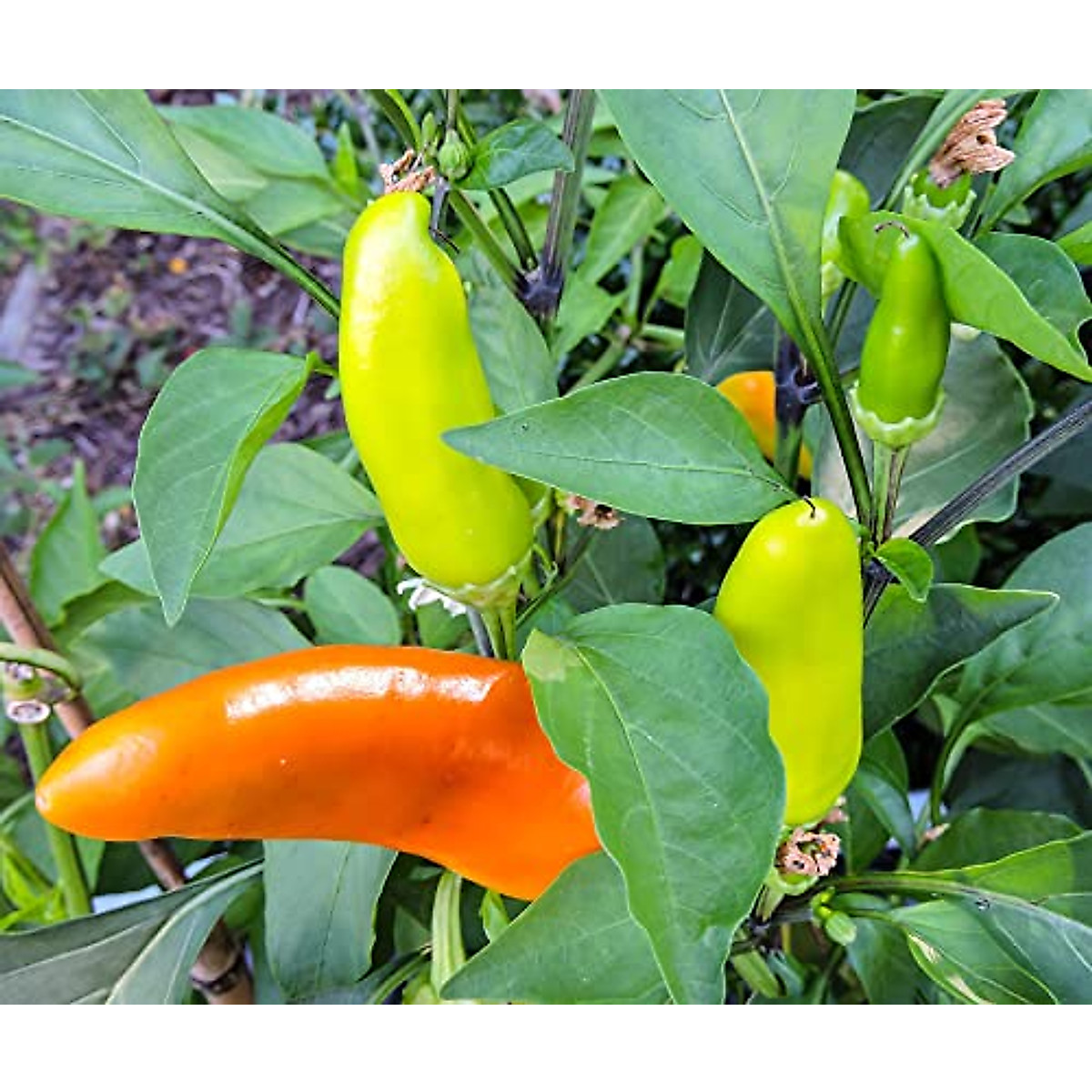 Hungarian Sweet Wax Pepper Seeds, 100+ Heirloom Seeds Per Packet, (Isla's Garden Seeds), Non GMO Seeds, Botanical Name: Capsicum annuum
