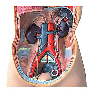 hand2mind 19 Inch Tabletop Human Torso Model, Anatomically Accurate Kit, 10 Removable Human Organs, Anatomy Model for Kids, Human Anatomy Torso Model, Science School Supplies, Trachea Model