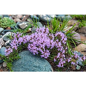 3000+ Mix Creeping Thyme Seeds Ground Cover for Planting , Heirloom Thymus Serpyllum , Ground Cover Plants Easy to Plant and Grow, Non-GMO Yellow, Pink, Blue