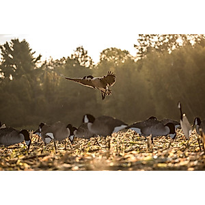 Dive Bomb Industries 1 Dozen V2F Canada Goose Silhouette Decoys