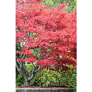 Carolina RED Scarlet Maple Tree Acer Rubrum jocad (25 Seeds)