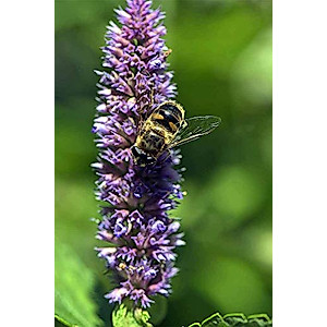Gaea's Blessing Seeds - Anise Hyssop Herb Seeds - Non-GMO Seeds with Easy to Follow Planting Instructions - Open-Pollinated Heirloom High Germination Rate 96% Germination Rate 400mg