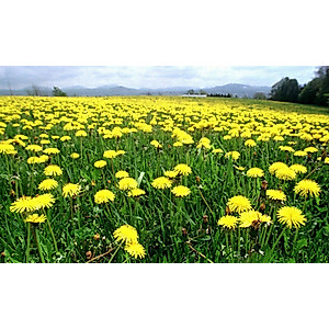 CAREMULE Dandelion Seeds for Planting - 5000 Pcs Organic Non-GMO and Untreated Dandelion Herb Seeds to Plant Home Garden