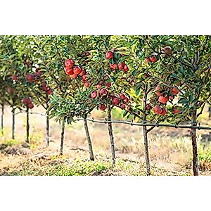Delicious Apple Tree Seeds for Planting - 30 Seeds - Malus pumila, Common Apple Tree