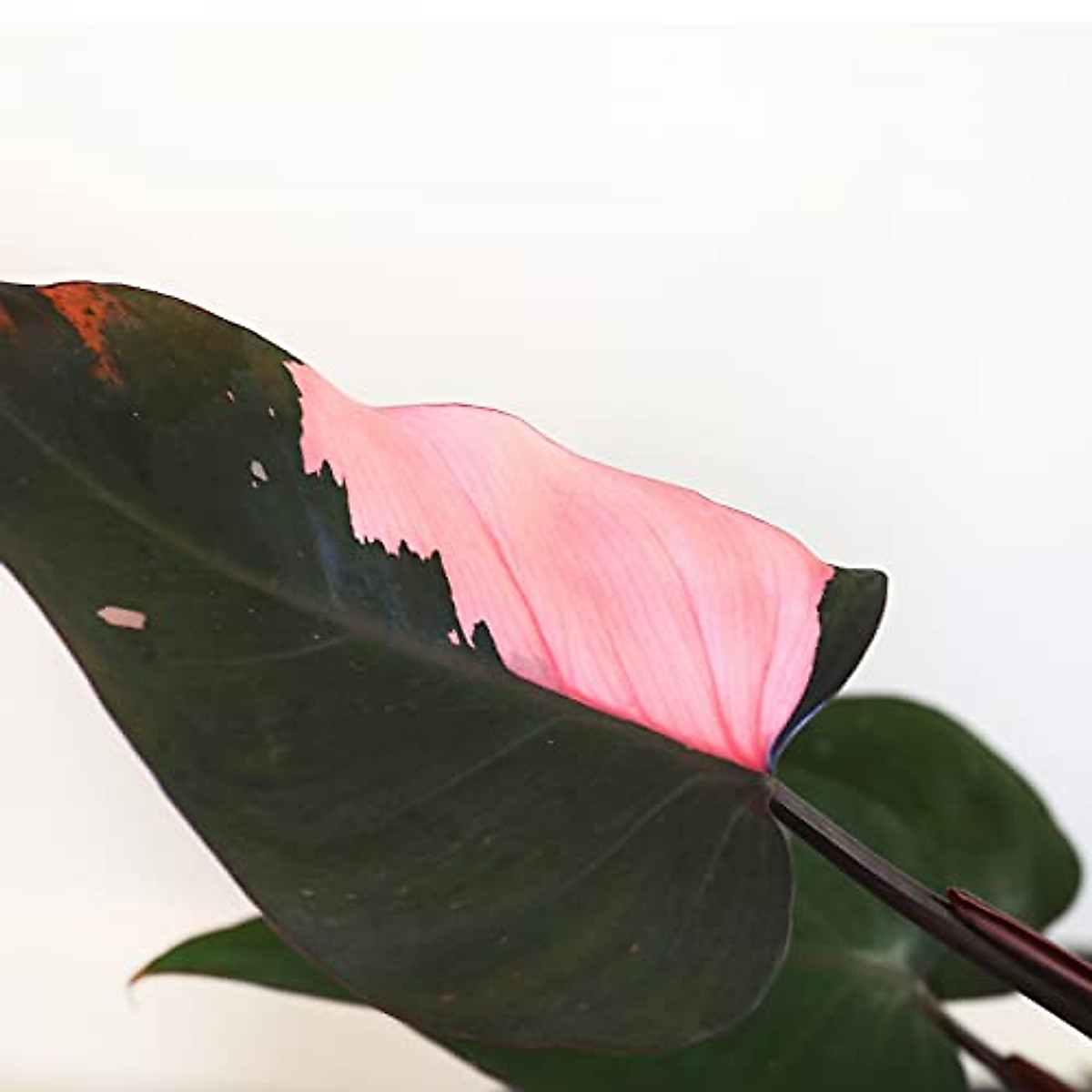 Wild Interiors Pink Princess Philodendron in Matte Pink Ceramic Pottery, Rare Plant, Live Indoor Plant, Variegated Leaves, Fully Rooted, Pink Home Décor, 5" Diameter, 8-14" Tall