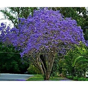 Beautiful Flowering Blue Jacaranda Tree Plant 5-11" Tall Potted (no California)