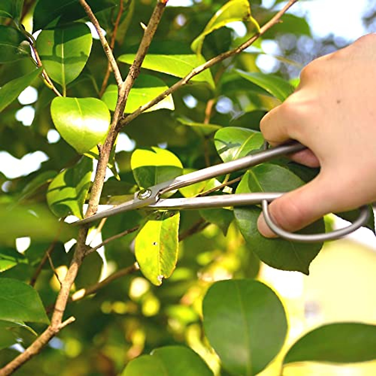 KAKURI Bonsai Twig Scissors 8.2" (210 mm) Professional Bonsai Tool, Japanese Stainless Steel, Silver, Made in JAPAN