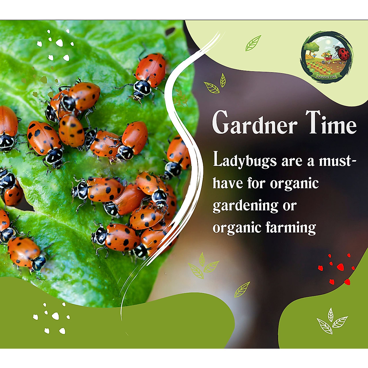 300 Live Ladybugs - Gardner Time - Good Bugs for Garden - Bag of LiveLadybugs - Guaranteed Live Delivery