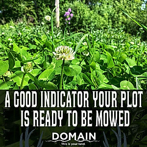 Domain Outdoor Hot Chic Food Plot Seeds for Deer, Chicory - 2 Varieties of Clover, Great to Plant in Spring or Fall, Hardy Mixture of PH Tolerant Perennials, Can Last Several Years, 1/2 Acre