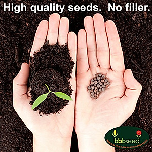 Heirloom Tomato Collection Seeds for Planting, Non-GMO Heirloom Tomatoes, Open Pollinated Garden Seed - Black Krim, Cherokee Purple, Yellow Brandywine, Red Pear, and Yellow Pear, BBB Seed