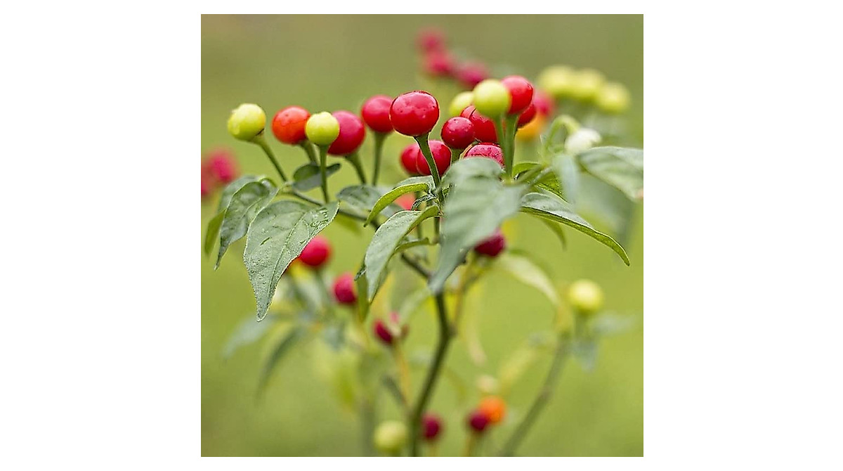 Grow 50 Wiri Wiri Pepper Chili Seeds - Easy Perennial Garden