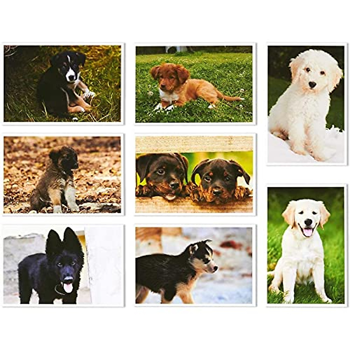 40 Pack Puppy Dog Postcards Bulk Set - All Occasion Assorted Blank Post Cards Greeting Bulk Box Set - 4 x 6 Inches