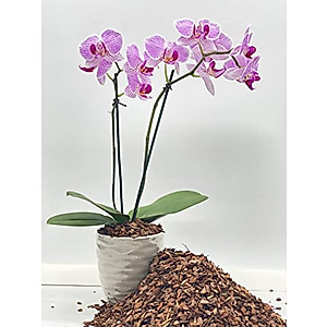 Pine Bark Fines for Bonsai, Orchids and Other Potted Plant Soil mixes. 1/4" Particle Size, 2 Quart re-sealable Bag by The Bonsai Supply