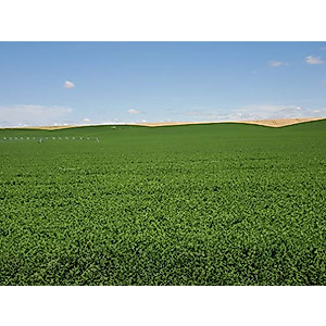 Alfalfa Seed- Farmer Direct Certified Clean Alfalfa Seeds- High Germination, Easy to Grow 6 Ounces