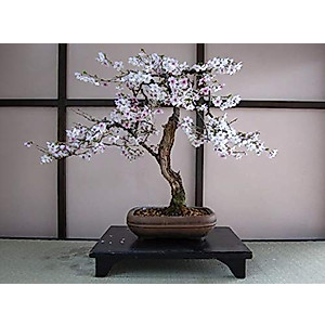 Bonsai Seed Bundle #3 - Japanese Red Maple, Black Cherry, Tree of Life Seeds Bundle Ships from Iowa, USA
