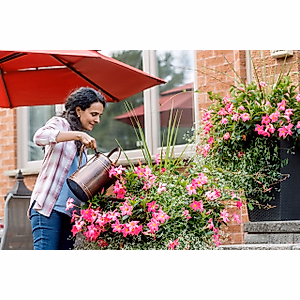 Vogholic Miracle-GRO 2757010 Water Soluble All Purpose Plant Food 24-8-16 3Kg: Amazon.ca: Patio, Lawn & Garden