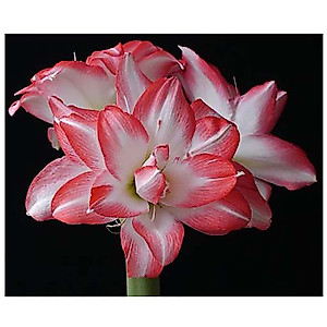 Blossom Peacock Amaryllis Bulb - Double White with Red - Bareroot Bulb