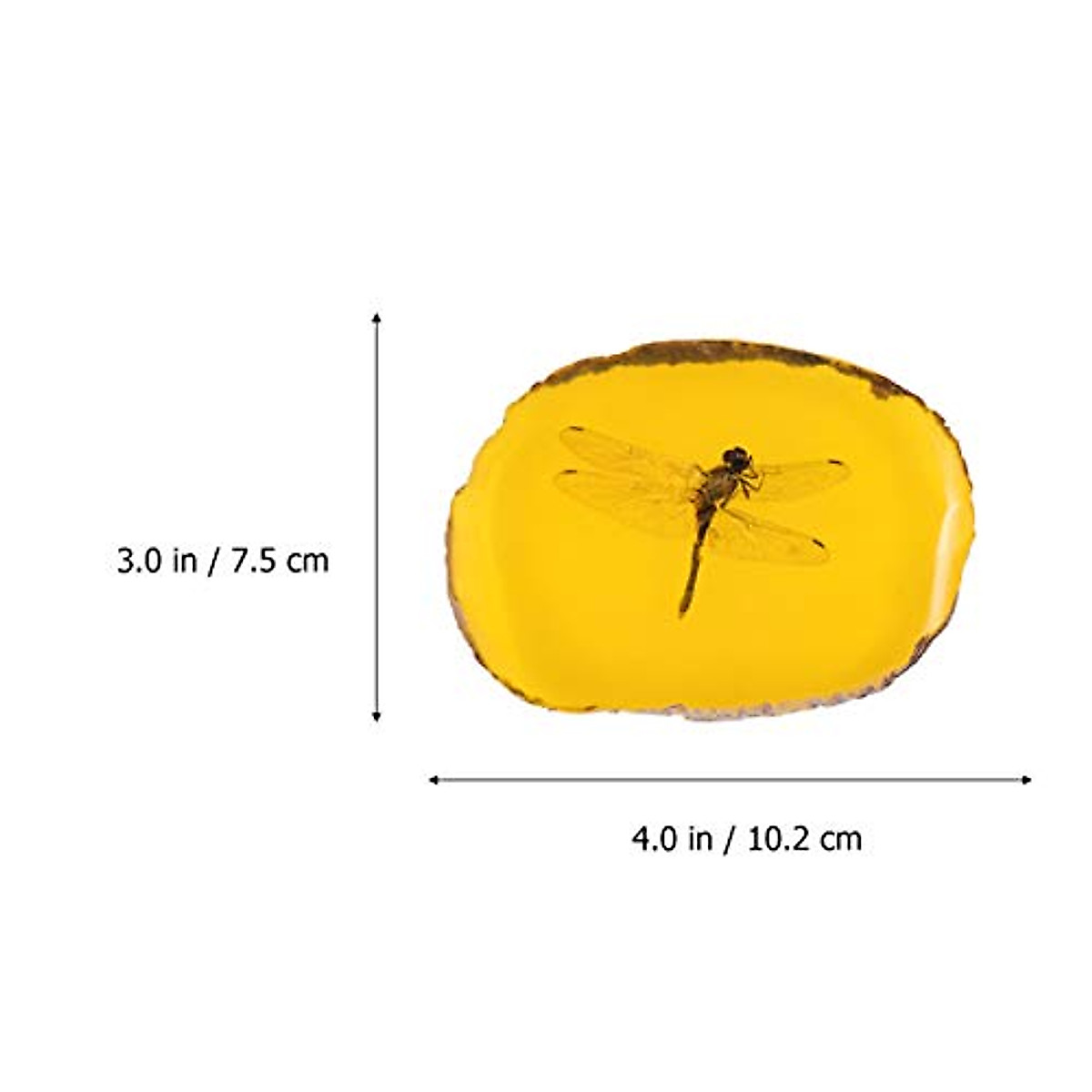 IMIKEYA Amber Fossil with Insects Samples Stones Crystal Specimens Home Decorations Collection Pendant Dragonfly