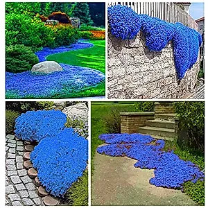 2000+ Blue Creeping Thyme Seeds for Planting Thymus Serpyllum - Heirloom Ground Cover Plants Easy to Plant and Grow - Open Pollinated (Blue)