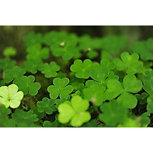 ATVADA Four Leaf Clover Seeds 300 Pcs Ground Dwarf Cover Garden Subterranean Micro Clover Seeds for Lawn