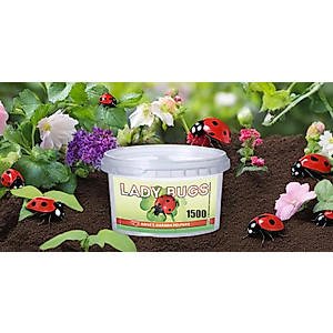 1500 Live Ladybugs - Hippodamia Convergens - Guaranteed Live Deliver - Plastic Container for Moth (1500)
