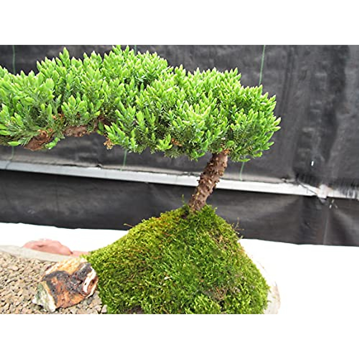 Juniper Bonsai Tree On Rock Slab