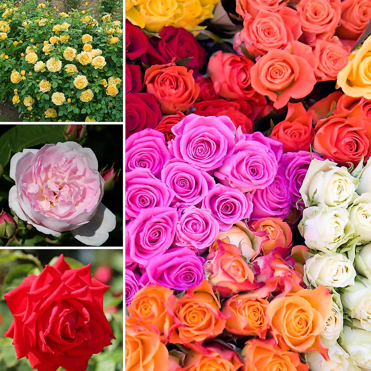 20 Mix Rose Bush Seeds for Planting, Rare Rose Bush Seeds Flowers to Grow, Colorful Flowers