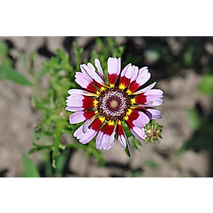Painted Daisy Seeds for Planting Outdoors, 2.5 Grams of Flower Seeds, Chrysanthemum Carinatum, Tricolor Daisy