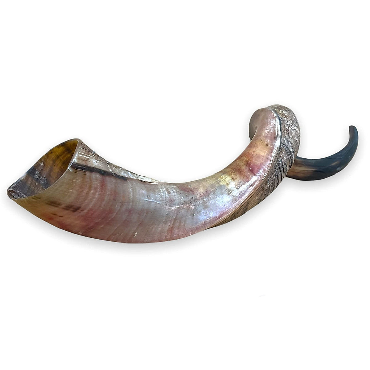22"-24" Half Polished Half Natural Kudu Horn Shofar Kosher Israel Tradition