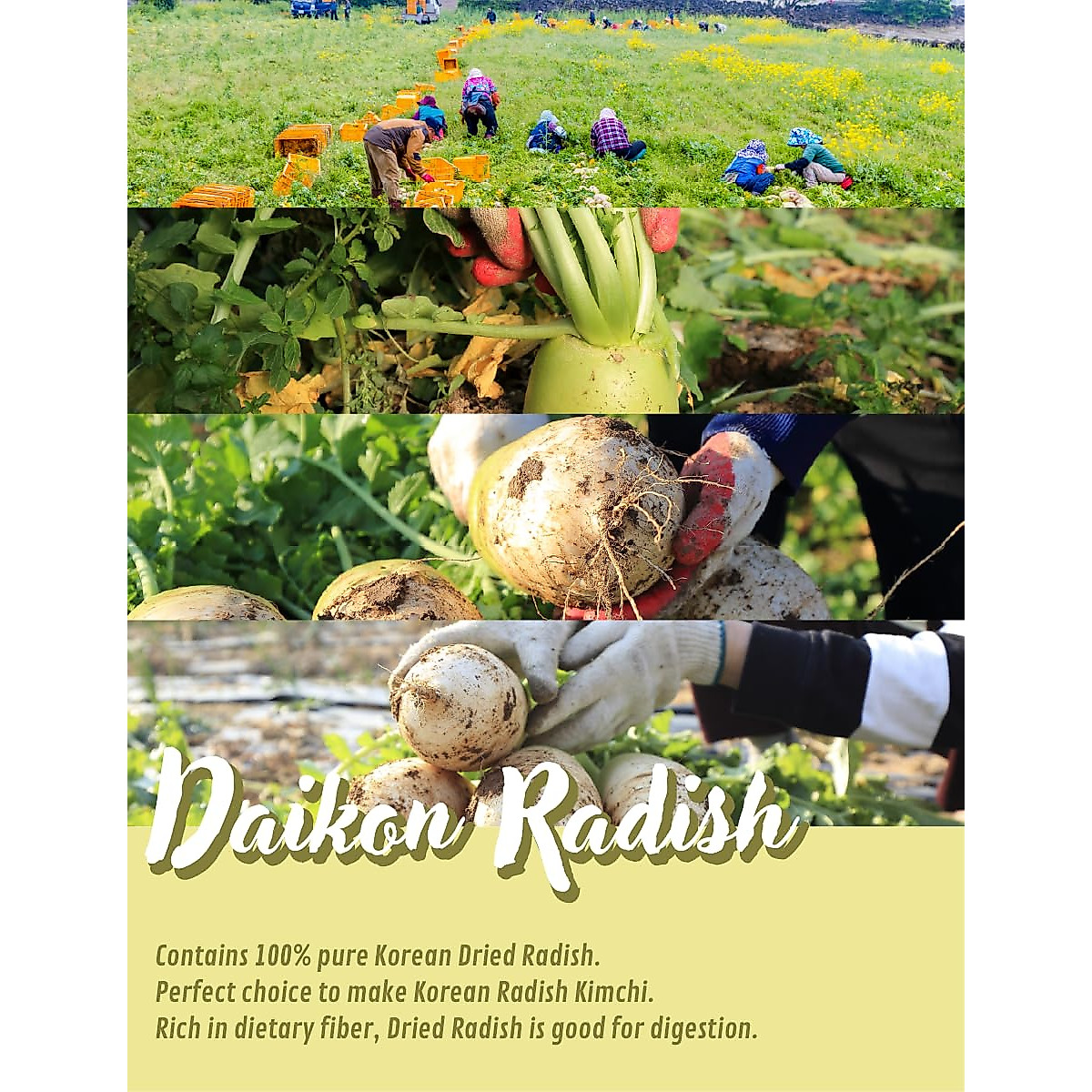 Korean Premium Dried & Sliced Daikon Radish 6 Ounce from Jeju Island, Korea 170 gram for Kimchi and Tea