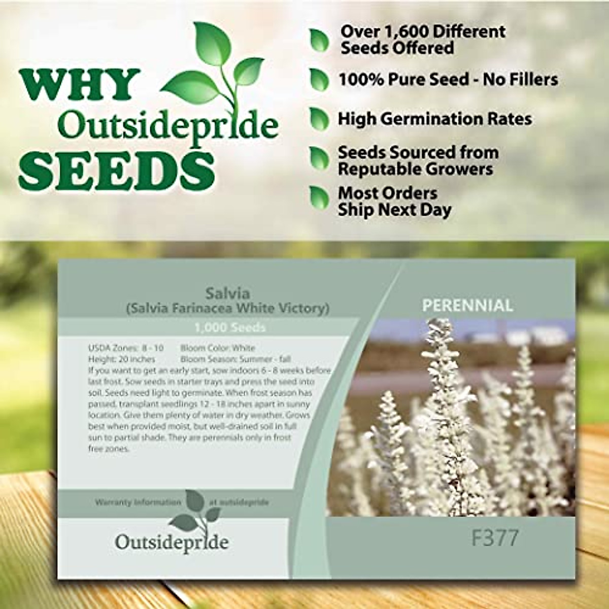 Outsidepride Perennial Salvia Farinacea White Victory AKA Mealy Cup Sage Garden Cut Flowers - 1000 Seeds