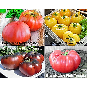 ***Mixed Seeds!!!*** This is A Mix!!! 30+ Giant Tomato Seeds, Mix of 22 Varieties, Heirloom Non-GMO, US Grown, Brandywine Black, Red, Yellow & Pink, Mr. Stripey, Old German, Black Krim, from USA