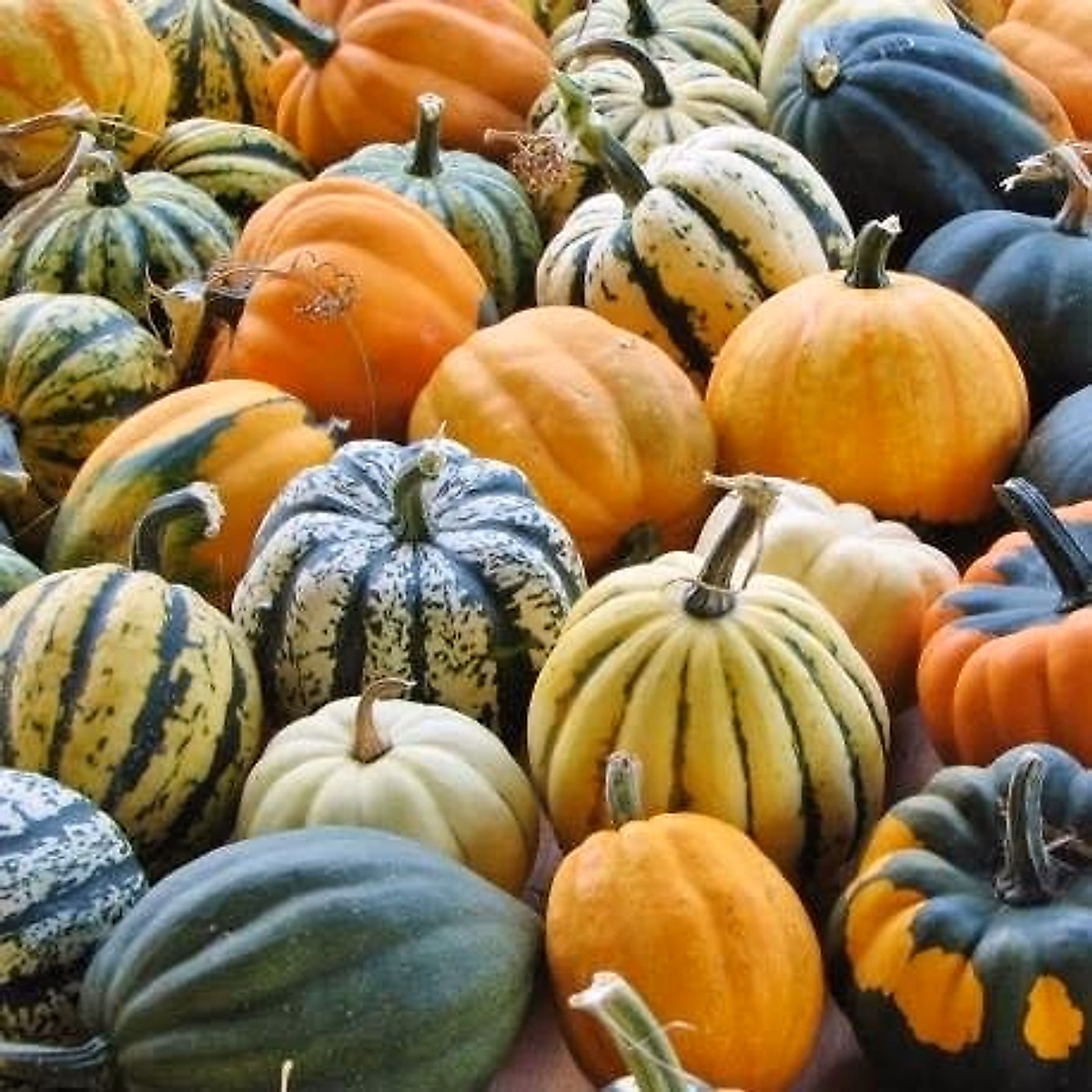 David's Garden Seeds Squash Winter Acorn Autumn Blend 25 Non-GMO, Heirloom Seeds
