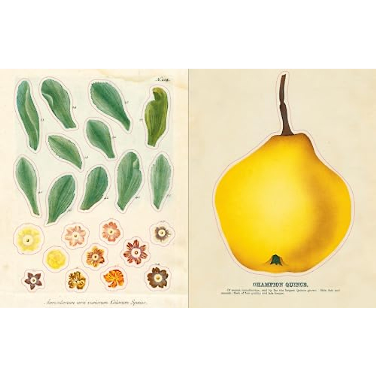 John Derian Sticker Book (John Derian Paper Goods)