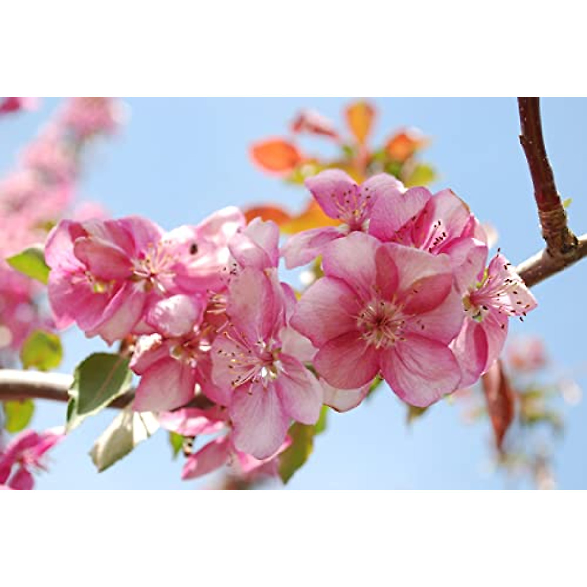 Roselow Crabapple Tree Live Plant 1-2 Feet Tall, Crab Apple Fruits Crabapple Plant Live