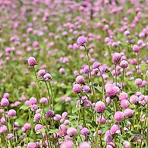 MOKALALA 20 Pcs Mixing Gomphrena Seeds | Non-GMO | Gomphrena globosa Seeds for Planting Home Garden