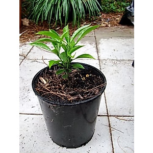 10 Edible Fruit Orange Tree Seeds, Bonsai Citrus Orange Tree Seeds