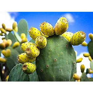 Prickly Pear Cactus Plant, Spineless Prickly Pear Cactus Rooted for Growing, 4 Inc to 7 Inc Long, Succulents Plants Live