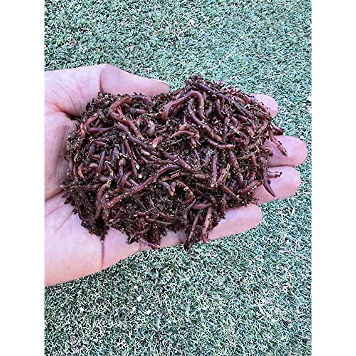 Nature's Dream Ranch 100 Count Live Red Wiggler Earthworms Vermicomposting Garden Red Wrigglers - Farm Composting, Educational, Pet Feed, Kid Experiment EW001-100
