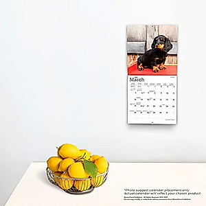 Dachshund Puppies | 2023 7 x 14 Inch Monthly Mini Wall Calendar | BrownTrout | Animals Dog Breeds Puppy DogDays