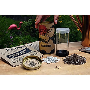 Bonsai Tree | Rocky Mountain Juniper | Seed Grow Kit | The Jonsteen Company