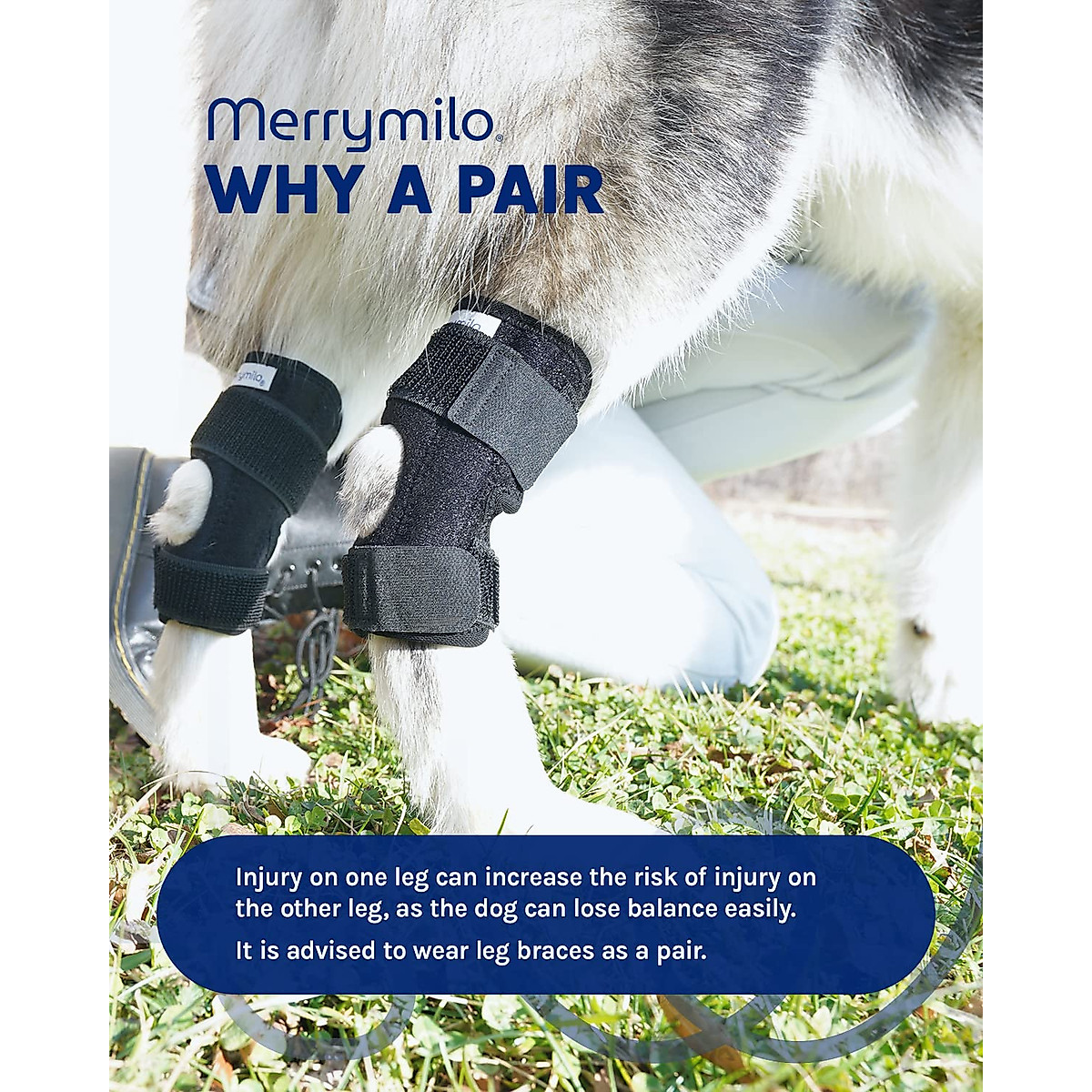 MerryMilo Dog Leg Brace for Rear Hock & Ankle, Canine Hind Leg Joint Compression Wrap for Torn ACL & CCL, Injury and Sprain Protection, Wound Care and Loss of Stability 1 Pair, Size: Large
