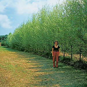 Hybrid Willow Tree Plants for Growing | Fast Privacy Hedge Row, Wind Block, Shade | Fast Growing - 12 Feet Per Year, Fast Growing Trees (24 Trees)