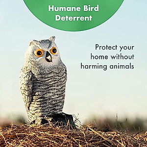 Horned Fake Owl and Bird - 10.5" Plastic Owls to Scare Birds Away - Effective Bird Devices - Scarecrow for Garden - Bird Devices Outdoor, Keep Birds Away