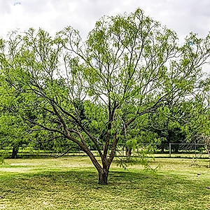 YEGAOL Garden 5Pcs Prosopis Glandulosa Seeds Honey Mesquite,Glandular Mesquite, Algarroba Fragrant Attracts Bees Heat & Drought Tolerant Deer Resistant Courtyard Garden Outdoor