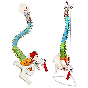 NEW HORIZON Scientific Spinal Cord Model,Skeleton Model -34" Life Size Spinal Column Model with Vertebrae, Nerves, Arteries, Lumbar Column, and Male Pelvis, Includes Stand (Good After-Sales)