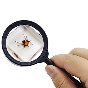 6 PCS Resin Insect Specimen Set, Millepede, Centipede, Dragonfly Larvae, Tea Seed Bug, Red Longhorn Beetle, Spiny Spider, Science Education Toy for Kids